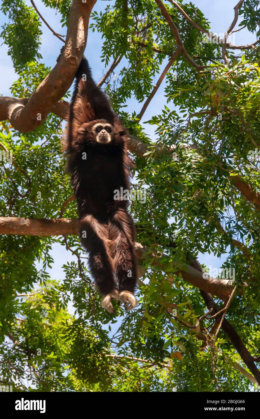 Hanging white handed gibbon hi-res stock photography and images - Alamy
