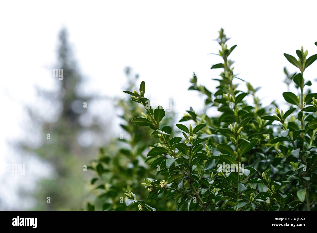Boxwood is blooming. Big bushes. Bloom. B xus Stock Photo - Alamy