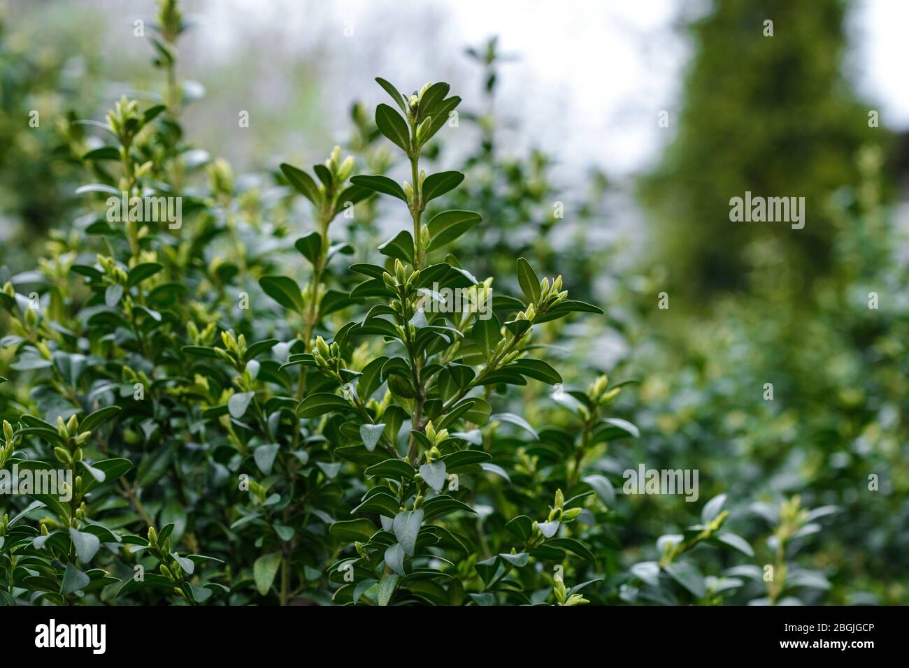 Boxwood is blooming. Big bushes. Bloom. B xus Stock Photo - Alamy