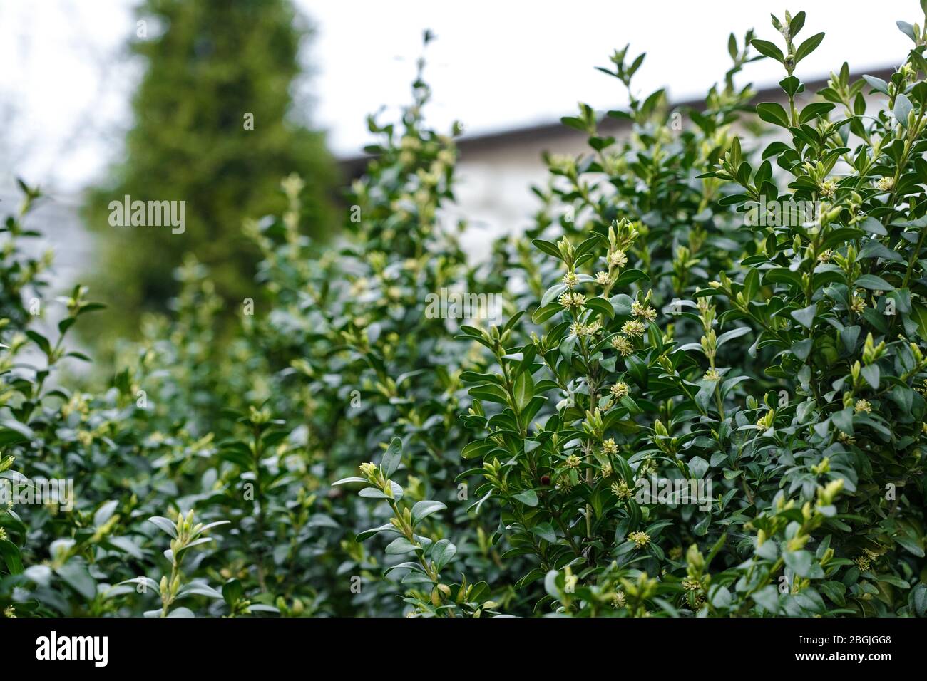 Boxwood is blooming. Big bushes. Bloom. B xus Stock Photo - Alamy