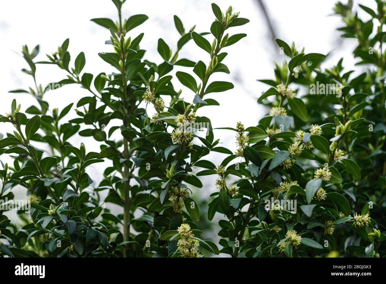 Boxwood is blooming. Big bushes. Bloom. B xus Stock Photo - Alamy