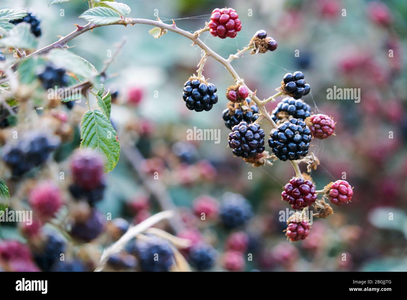 bunch of blackberries with black and red berries Stock Photo - Alamy