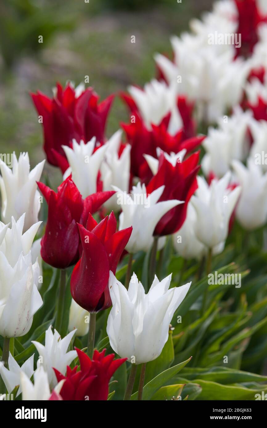 A row of lily flowering tulips in bloom at Tulip Town farm in ...