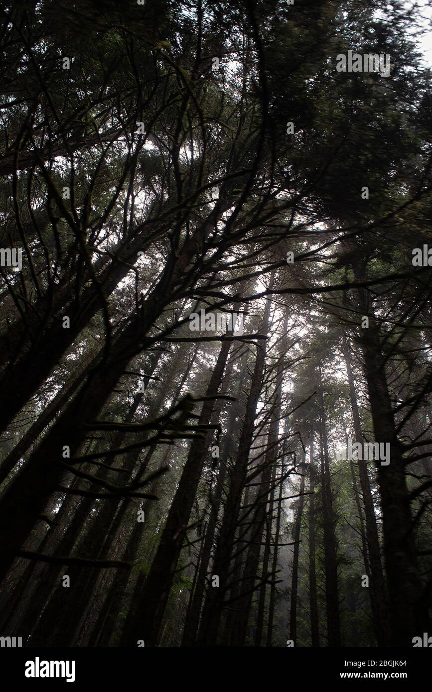 Branches Of Tree In Mysterious Forest High Resolution Stock Photography ...