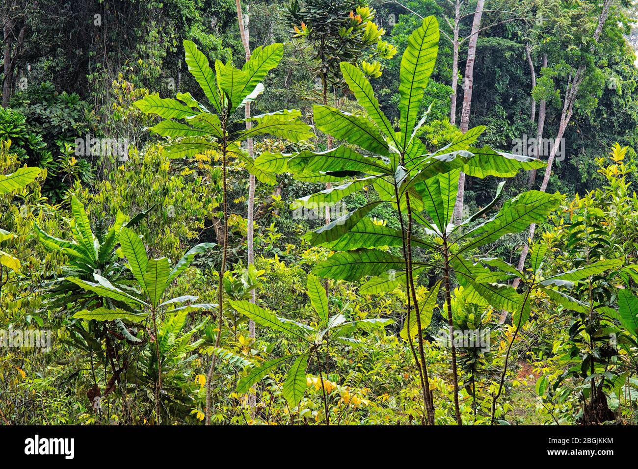 African Rainforest Plants