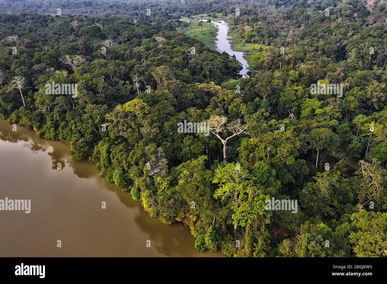 Jungle creepers trees hi-res stock photography and images - Alamy