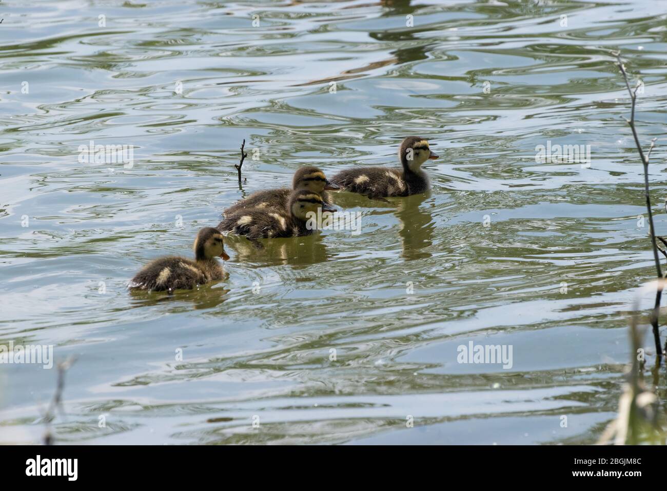 Fuzzy duckling hi-res stock photography and images - Alamy