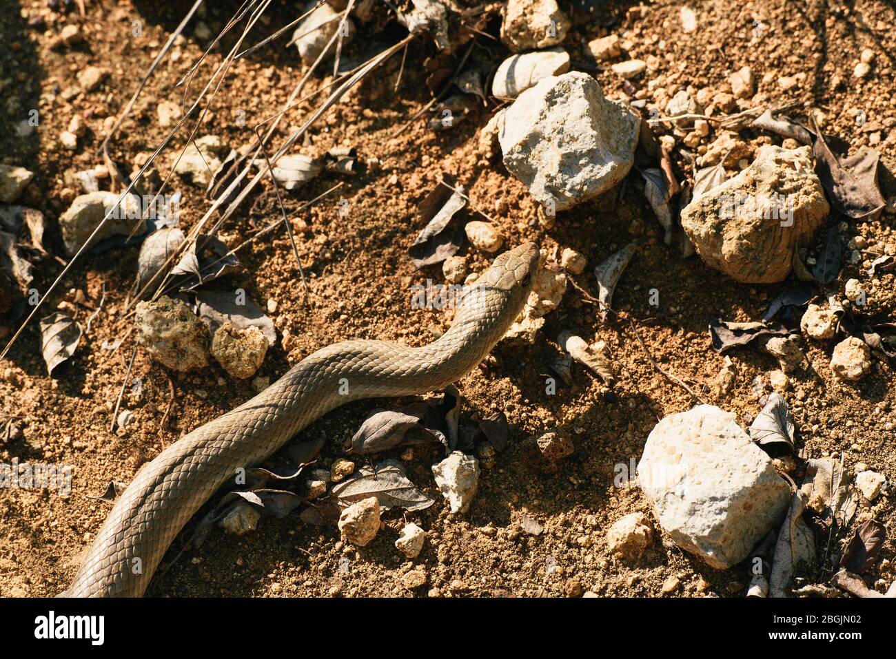 Rock Snake High Resolution Stock Photography and Images - Alamy
