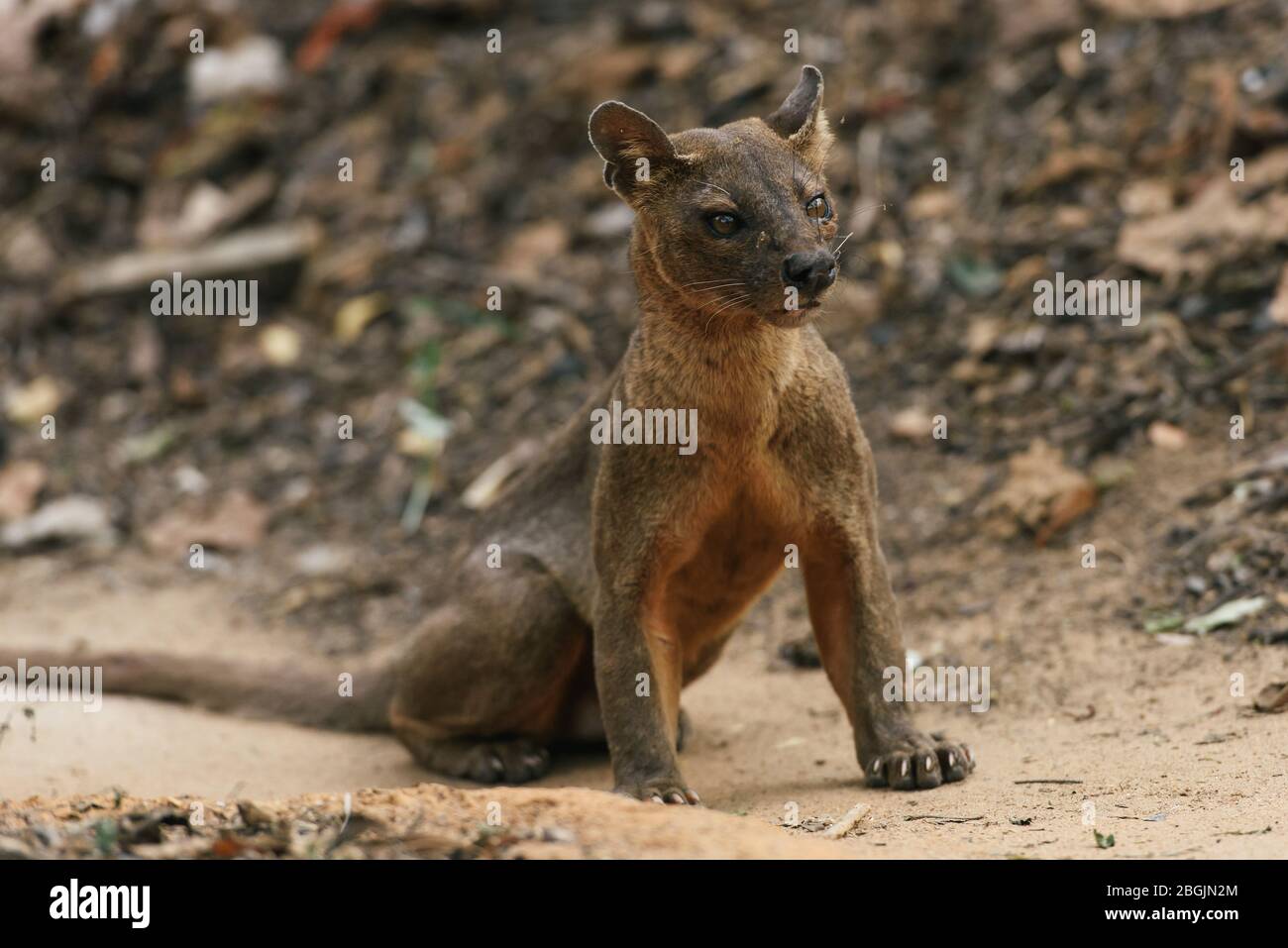 Madagascar Fossa High Resolution Stock Photography and Images - Alamy