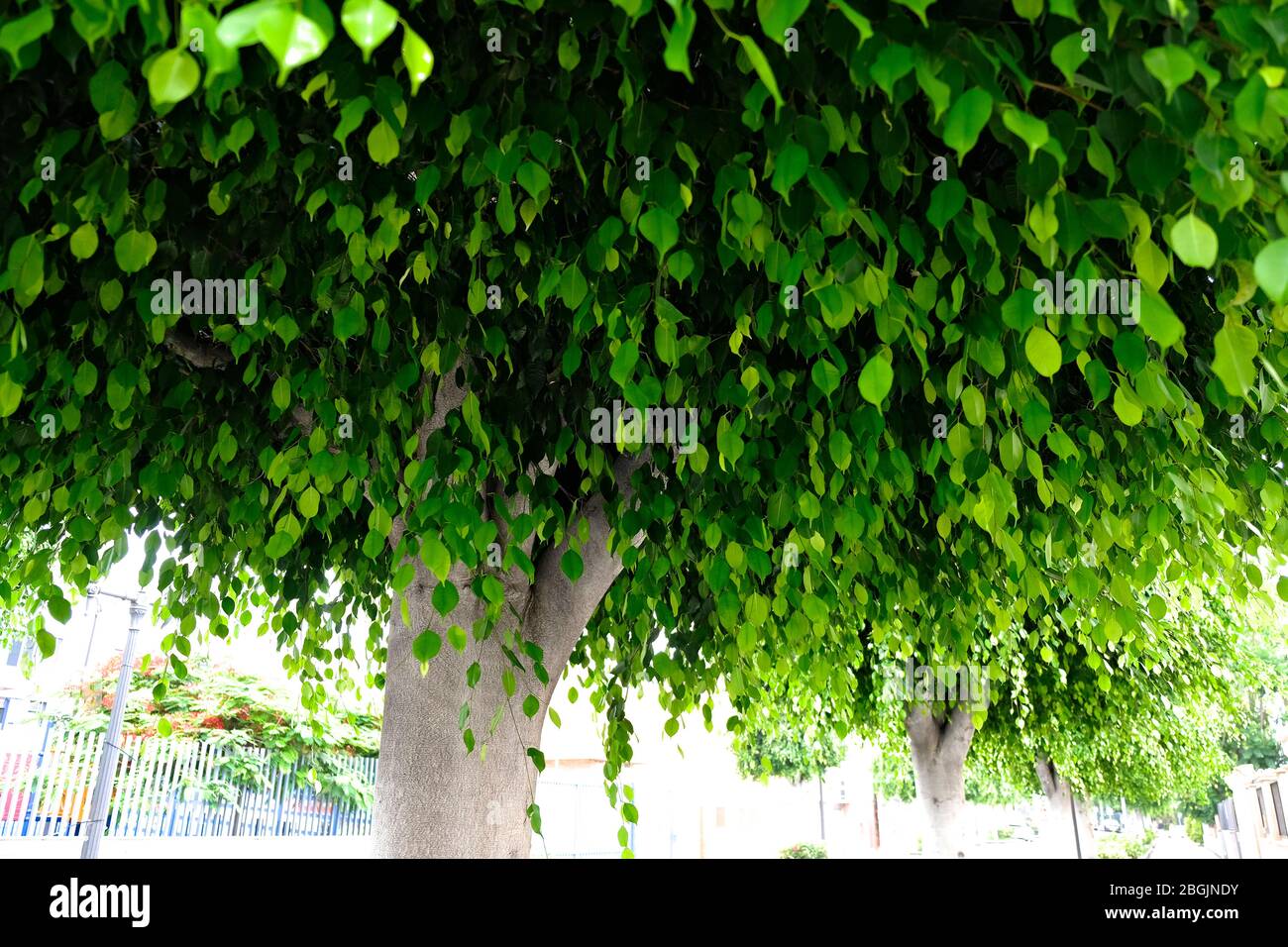 Fresh green leaves, canopy of a tree with many small leaves, low angle ...