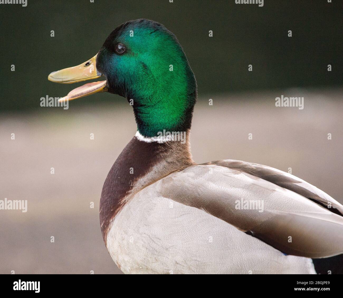 The colin duck hi-res stock photography and images - Alamy