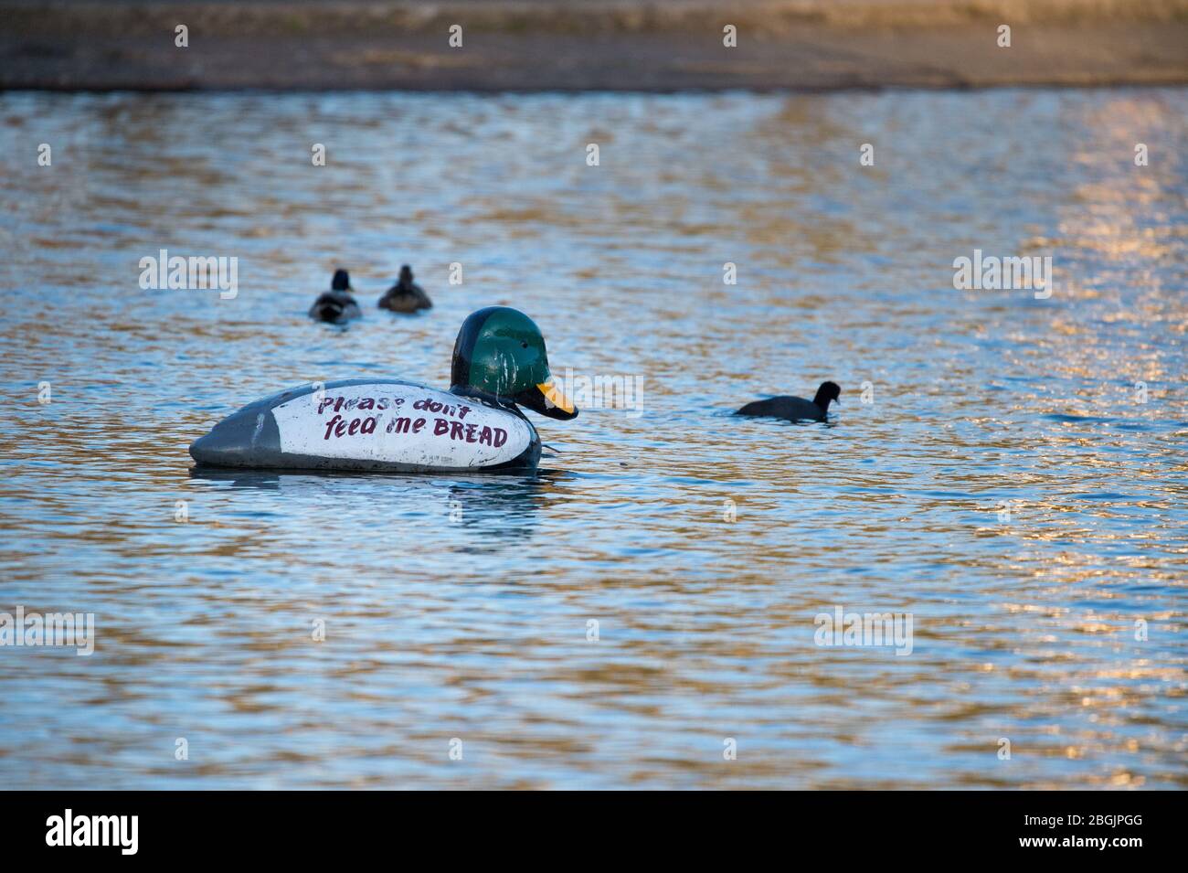 Glasgow, UK. 21st Apr, 2020. Pictured: Giant model of a duck in the ...