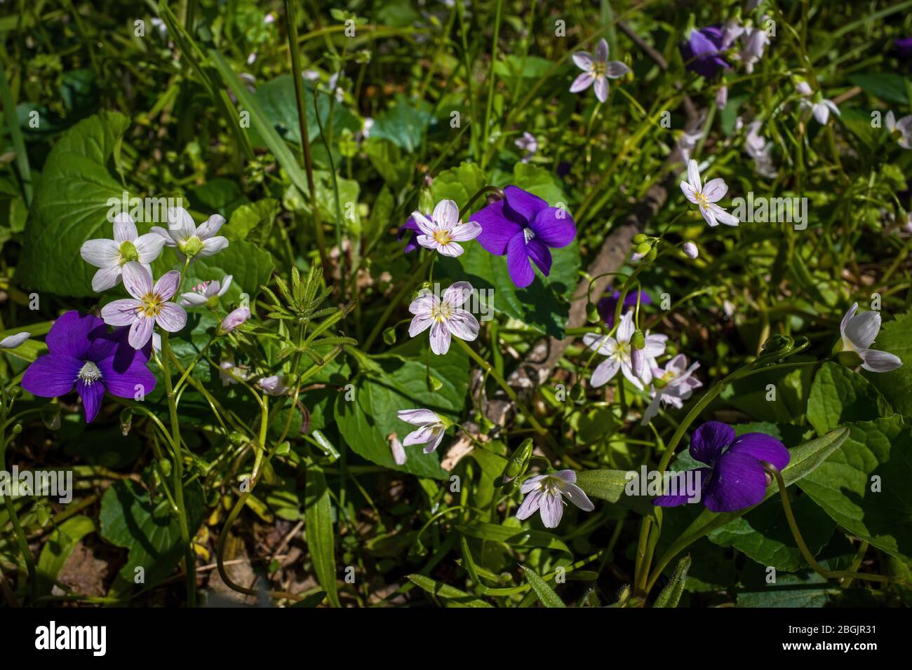 Spring beauty on a sunny day. It is one of the prettiest and earliest ...