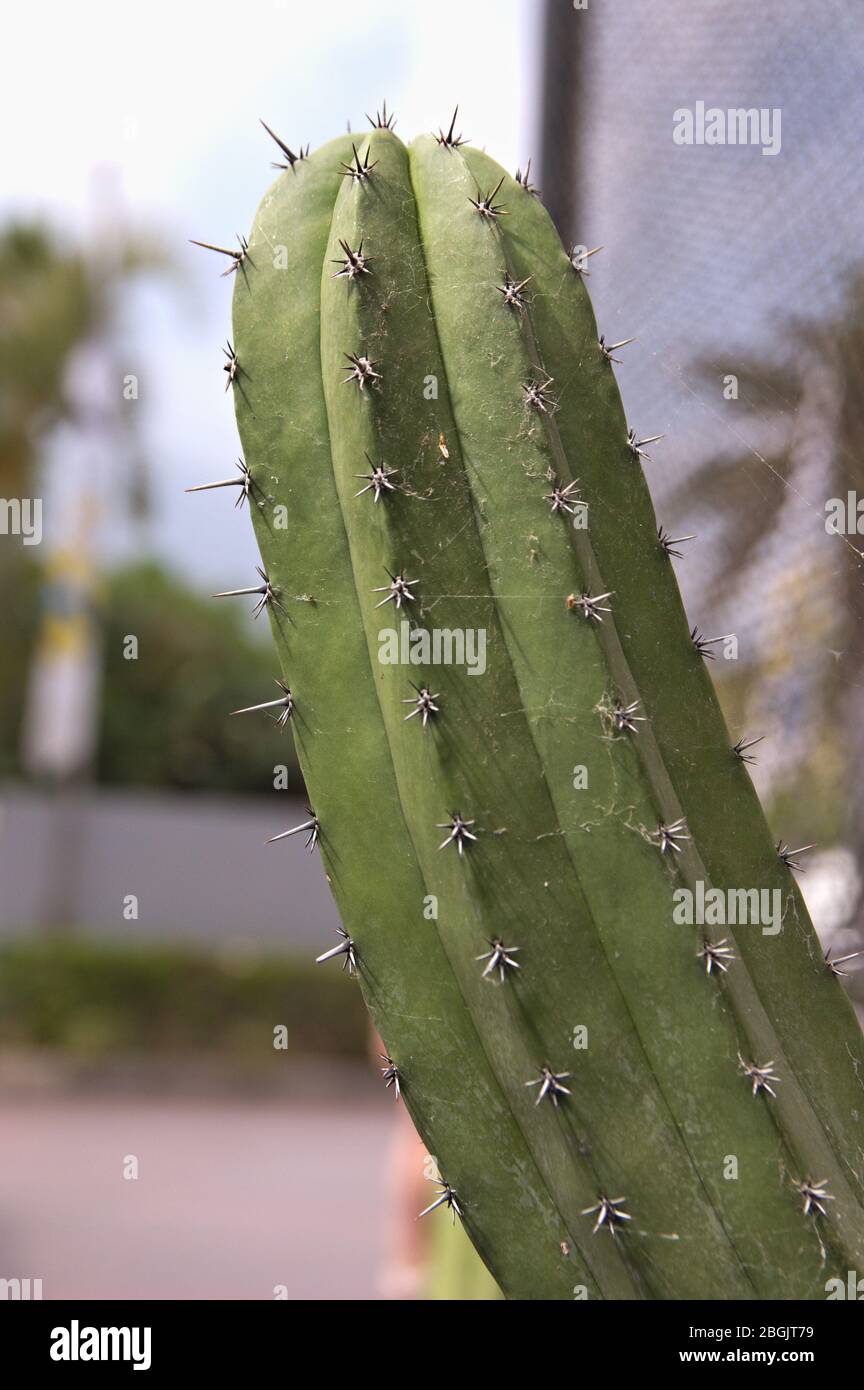 Closeup of a stem of a tubular type cactus known as Chichibe (polaskia ...