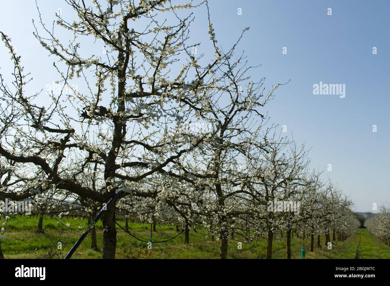 Prune plum orchard hi-res stock photography and images - Alamy