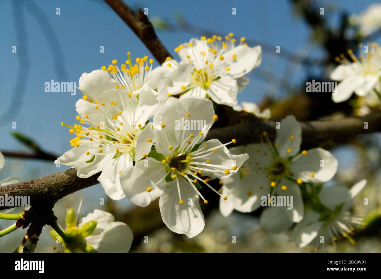 Laden trees hi-res stock photography and images - Alamy