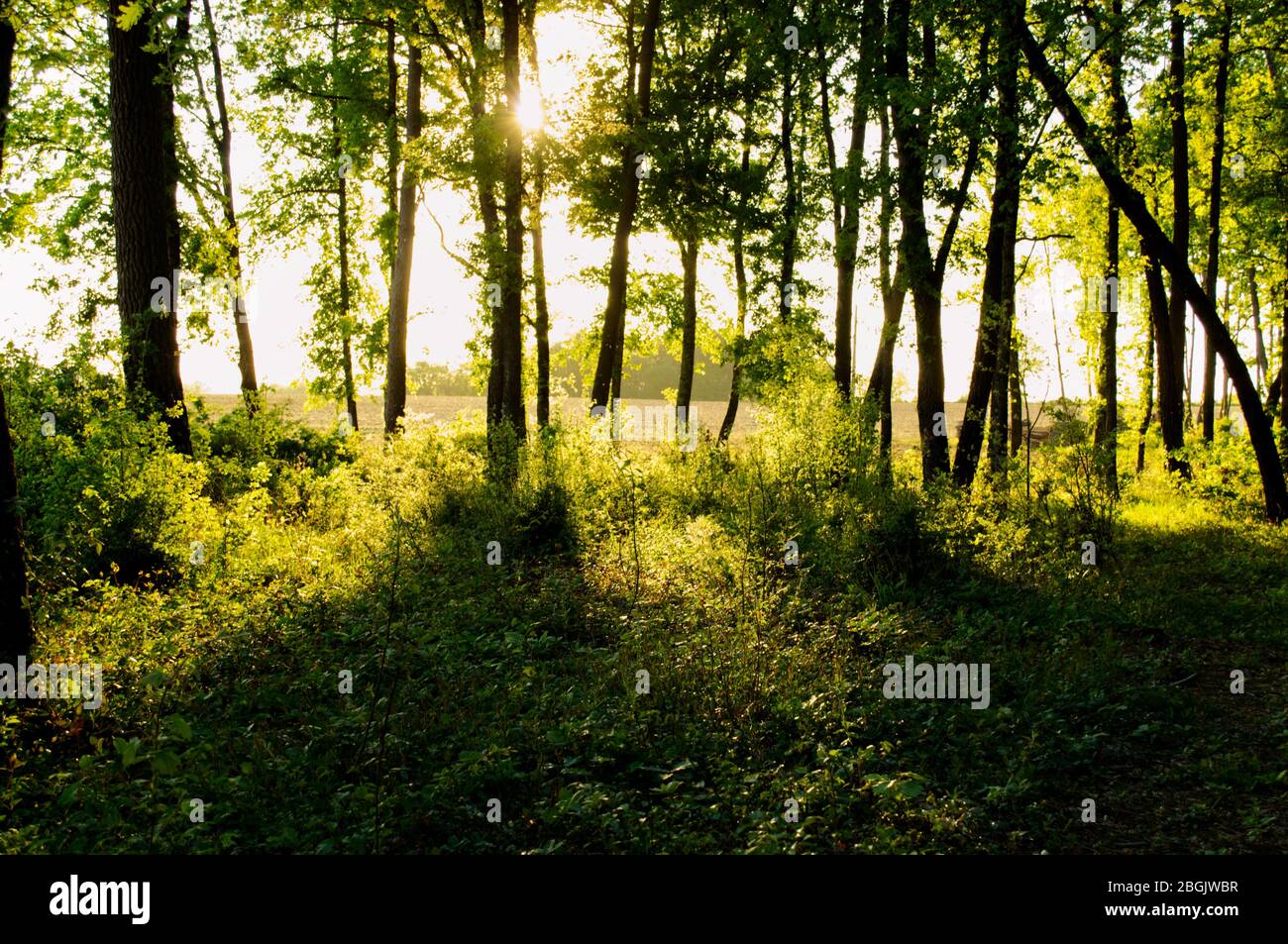 Sunset shining tree trunks hi-res stock photography and images - Alamy