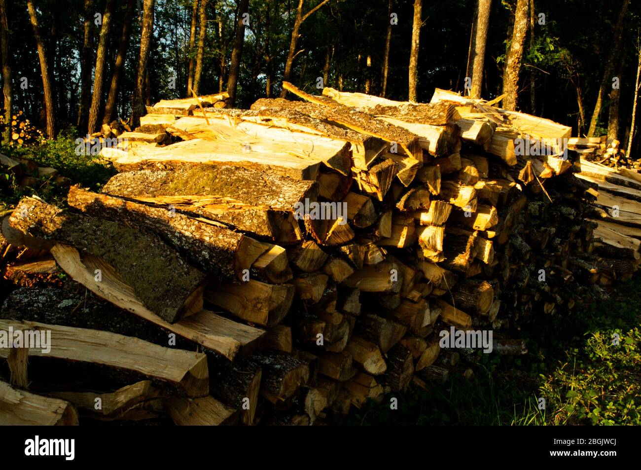 Stack of split logs lit by the evening sun in a woodland Stock Photo ...