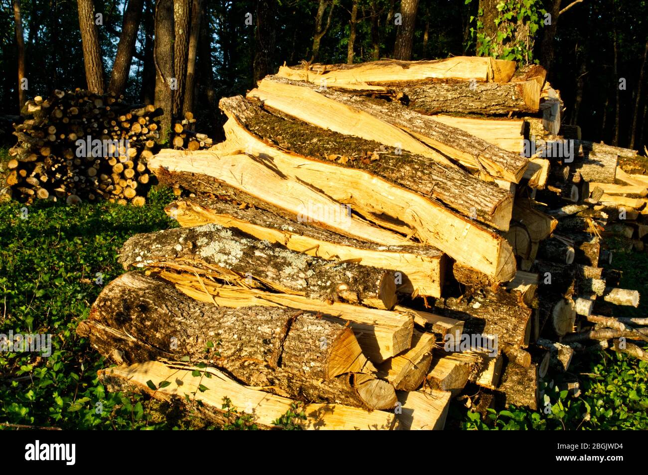 Stack of split logs lit by the evening sun in a woodland Stock Photo ...