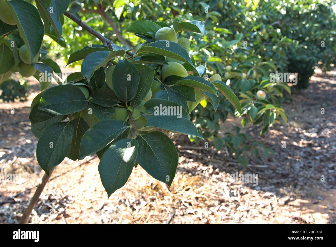 Close-up of a kaki persimmon tree branch so it won't break from the ...
