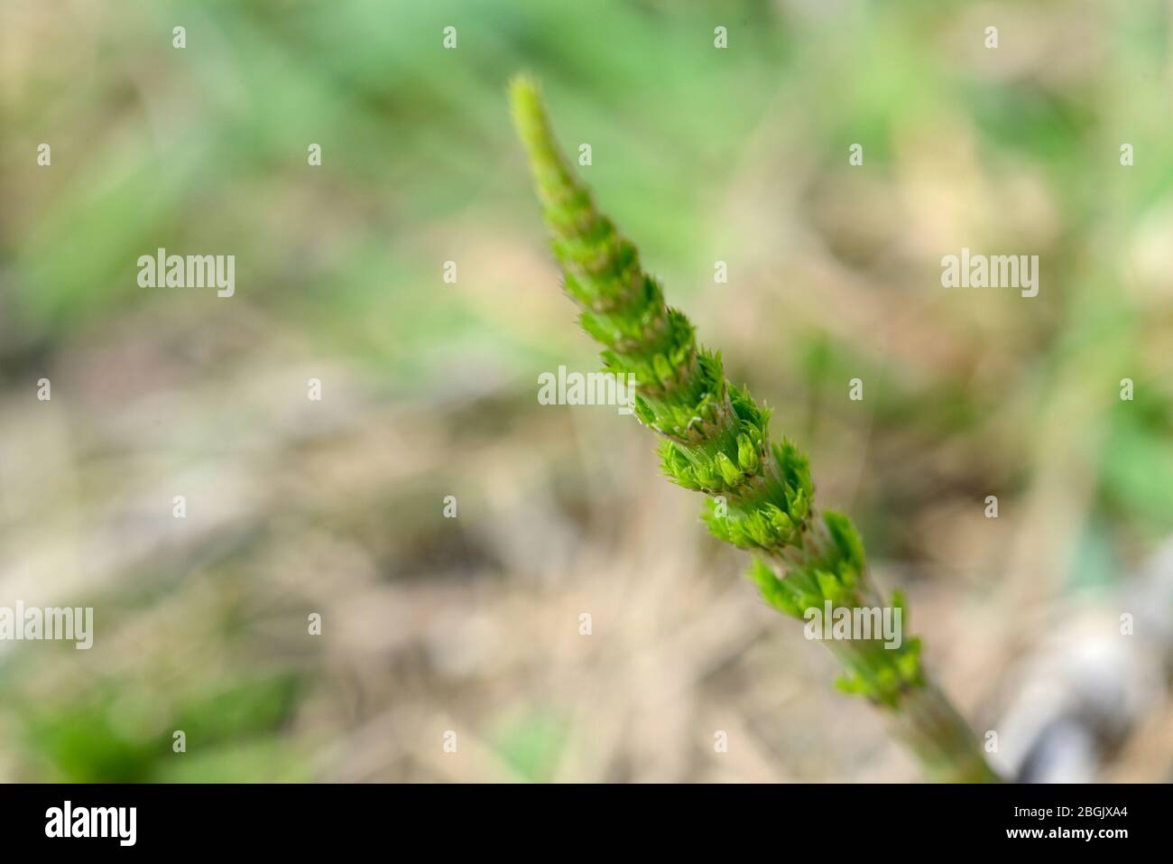 Vegetative stems of great horsetail, Equisetum telmateia, emerge next ...