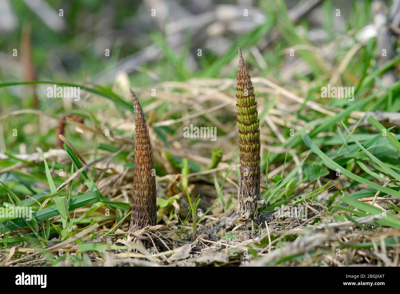 Vegetative stems of great horsetail, Equisetum telmateia, emerge next ...