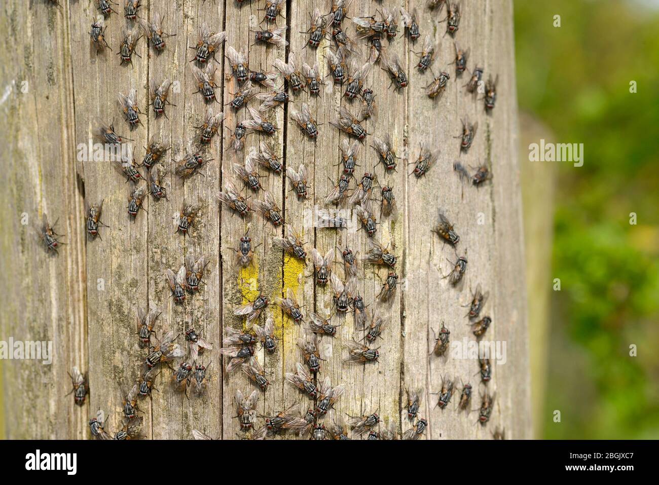 Cluster flies hi-res stock photography and images - Alamy