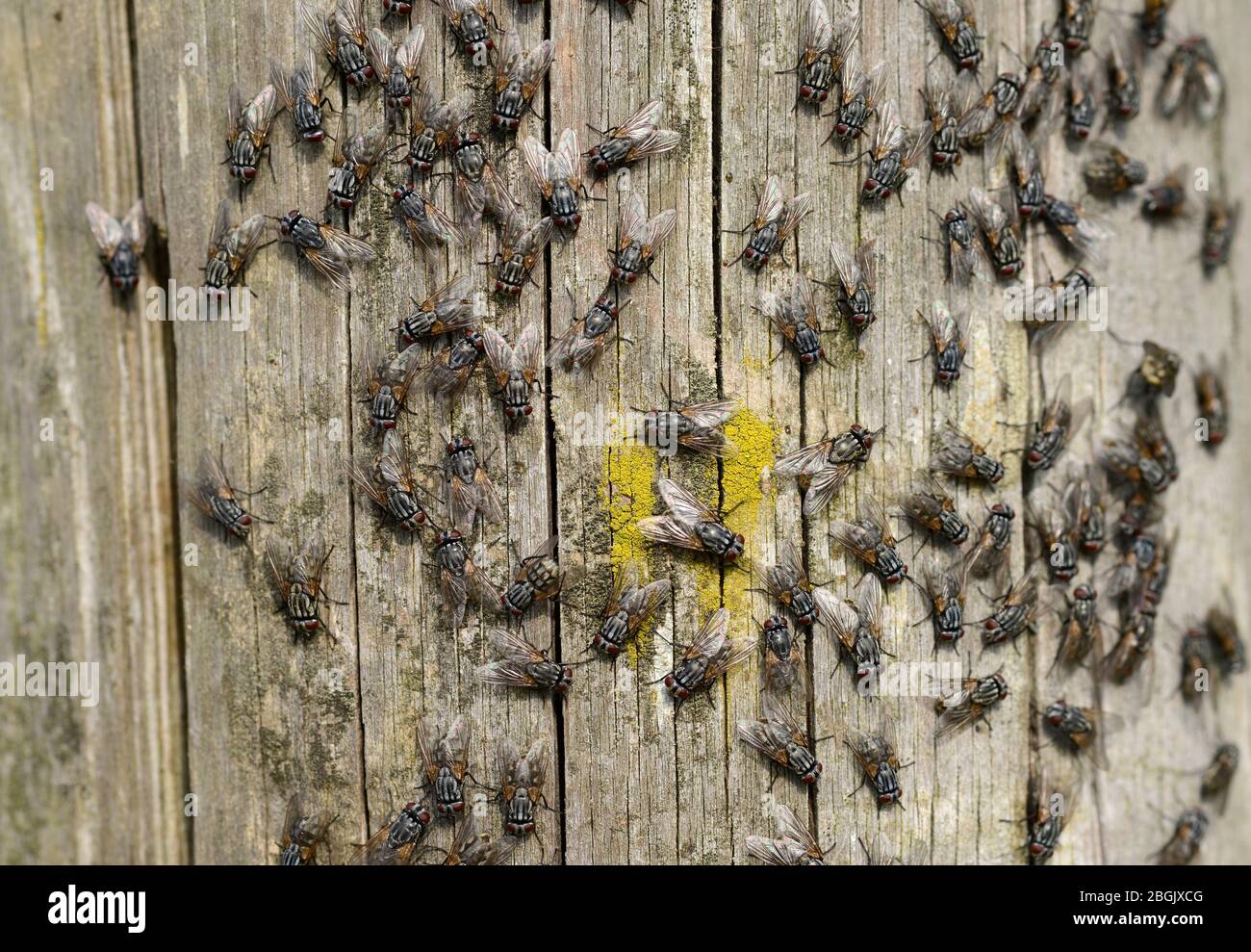 Cluster flies hi-res stock photography and images - Alamy