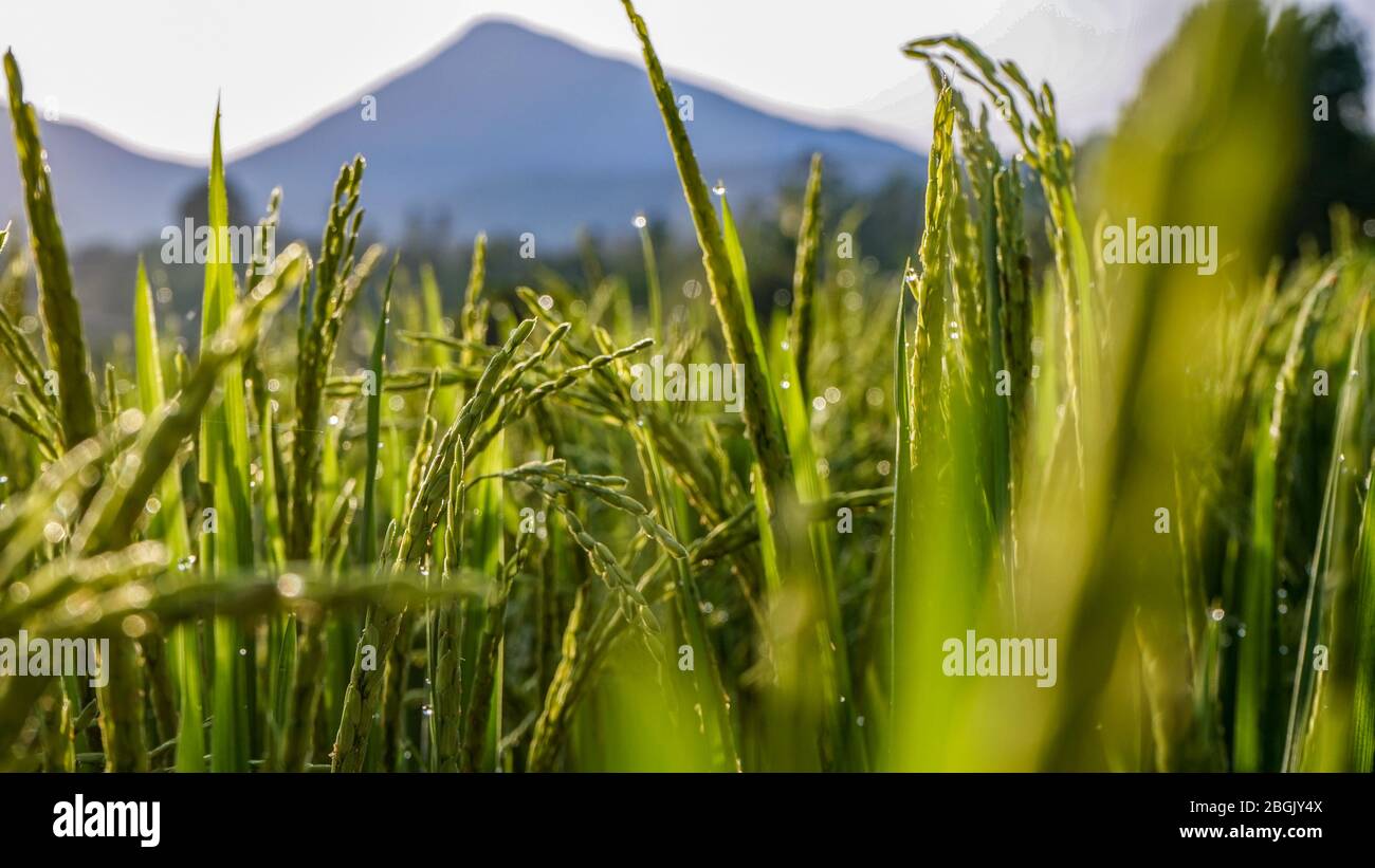 Close up of green rice in the rice fields with beautiful morning dew ...