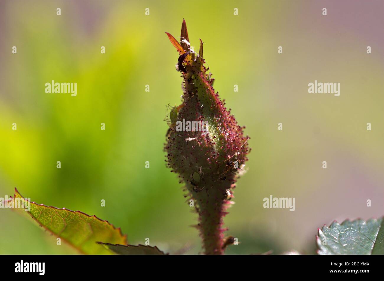Cocoon aesthetic hi-res stock photography and images - Alamy