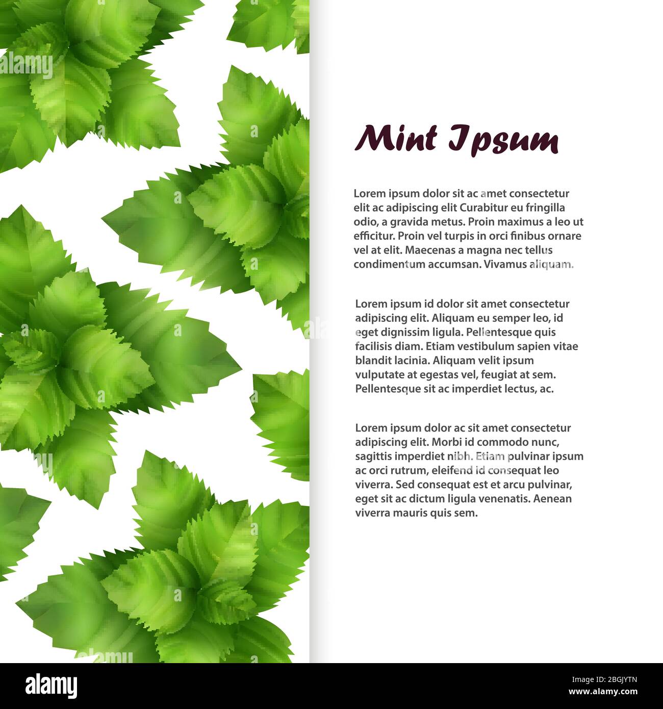 Realistic fresh mint leaves flyer or banner template. Vector ...