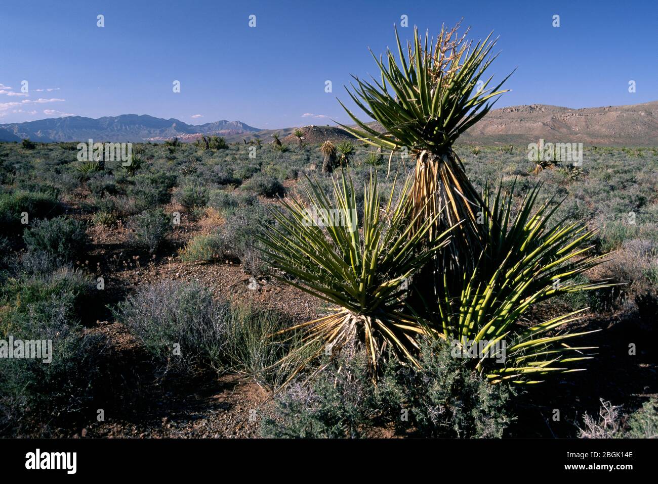Mojave yucca, Red Rock Canyon National Conservation Area, Nevada Stock ...