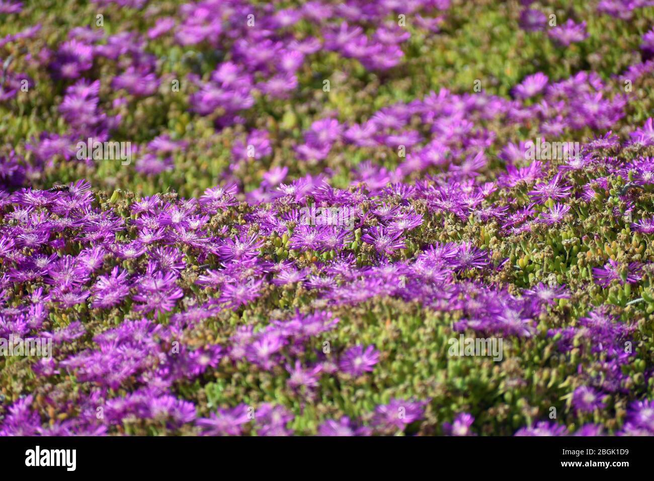 Purple Ice Plant Stock Photo - Alamy