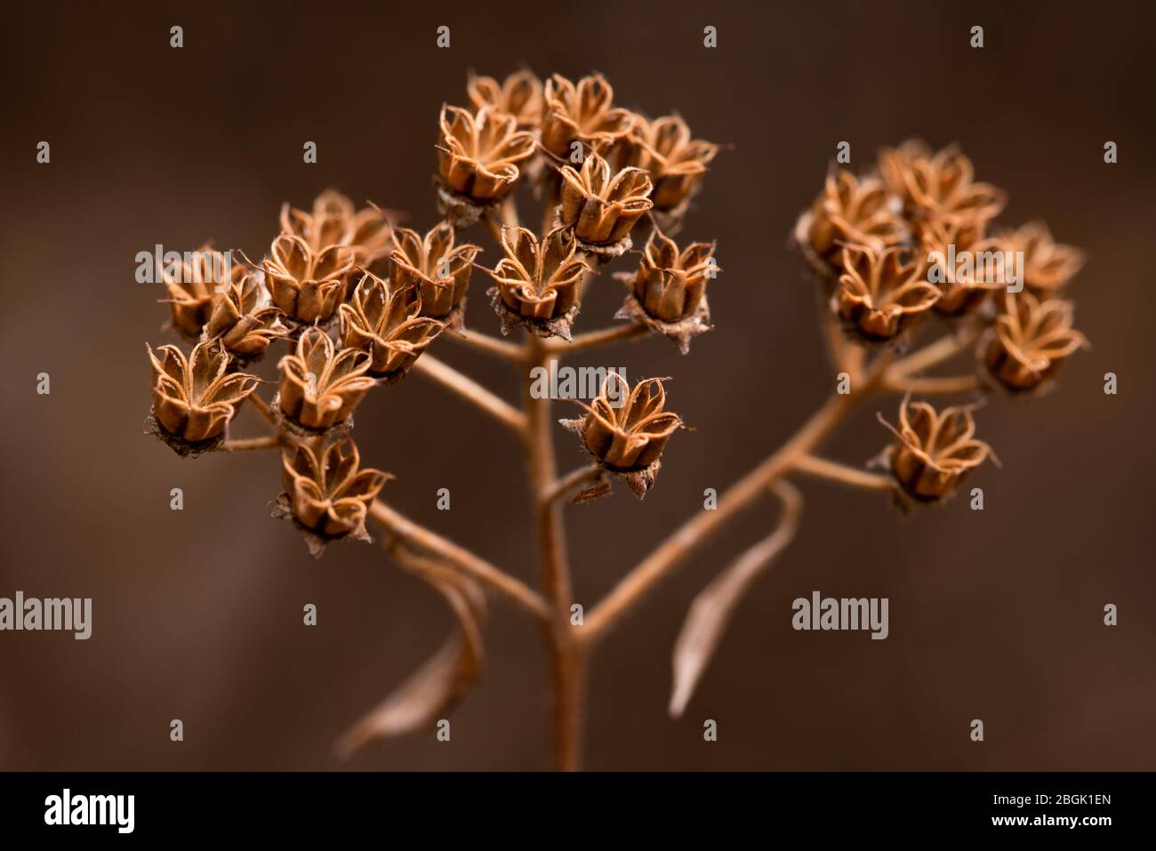 Flower receptacle hi-res stock photography and images - Alamy