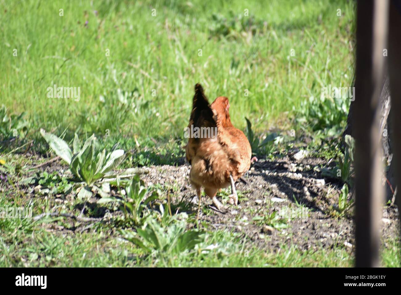 Chicken in the Yard Stock Photo - Alamy