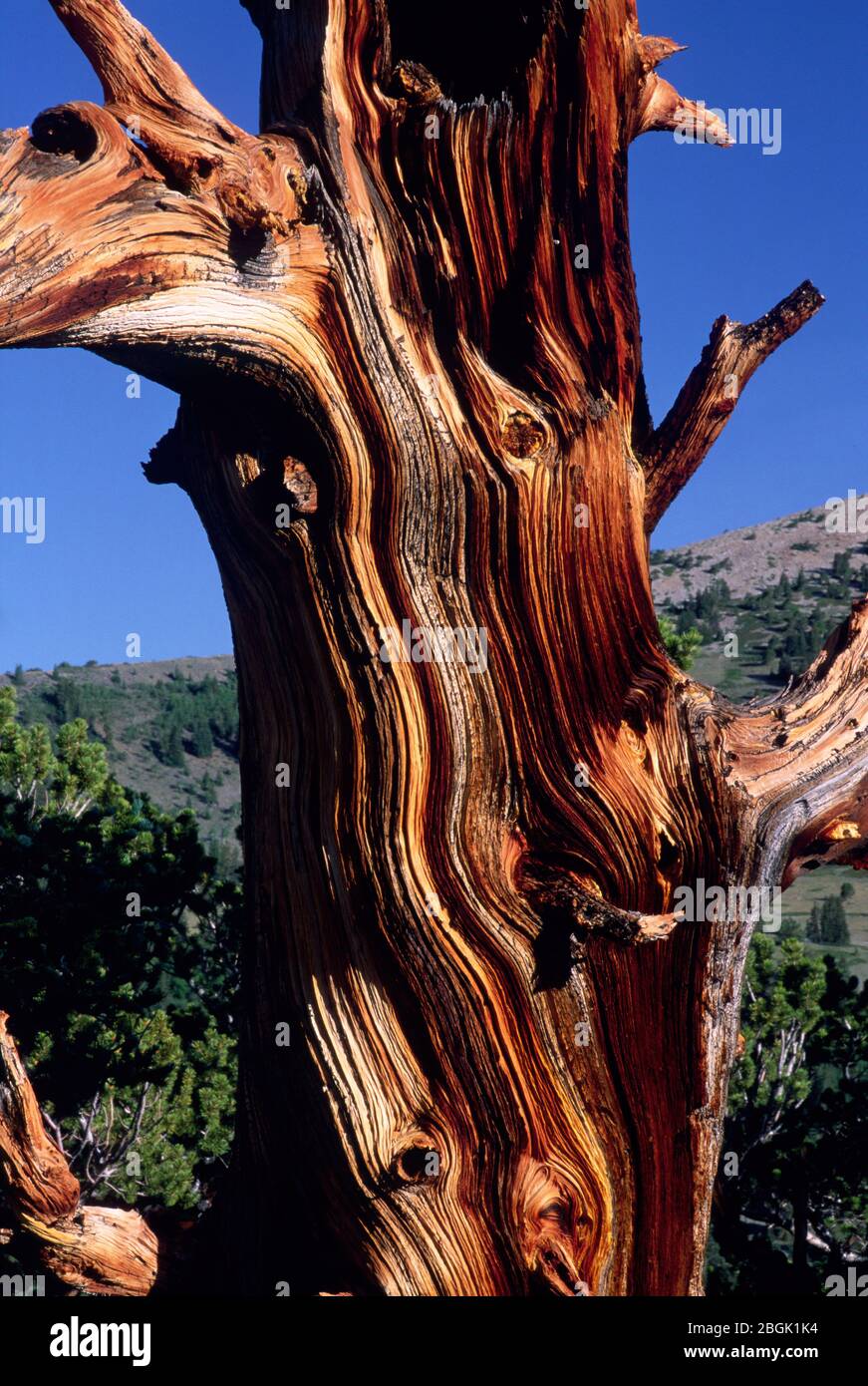 Great basin bristlecone pine hi-res stock photography and images - Alamy