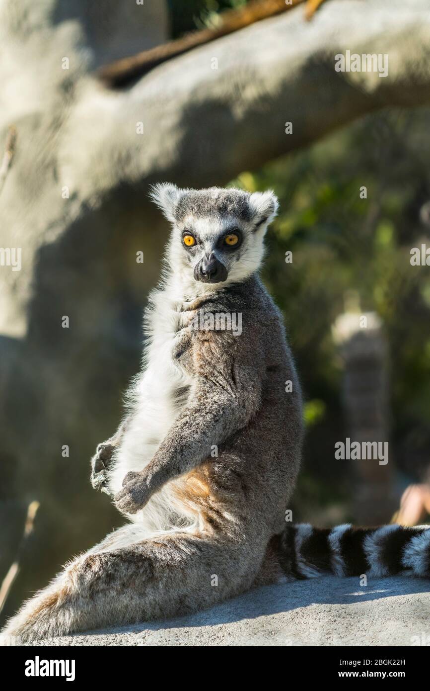 lemur sitting on rock Stock Photo - Alamy