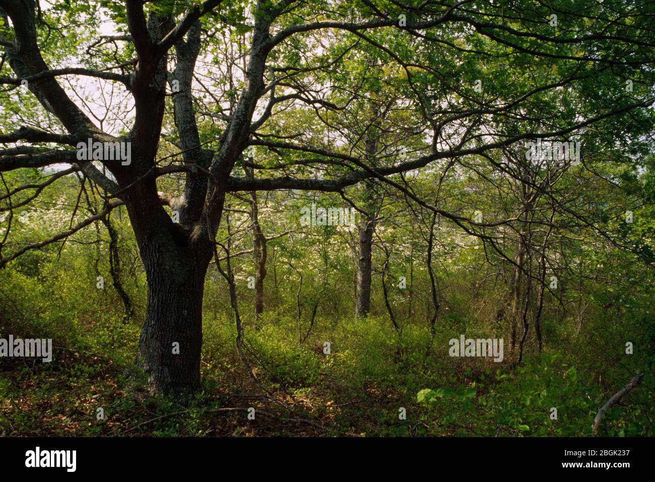 Mashomack preserve hi-res stock photography and images - Alamy