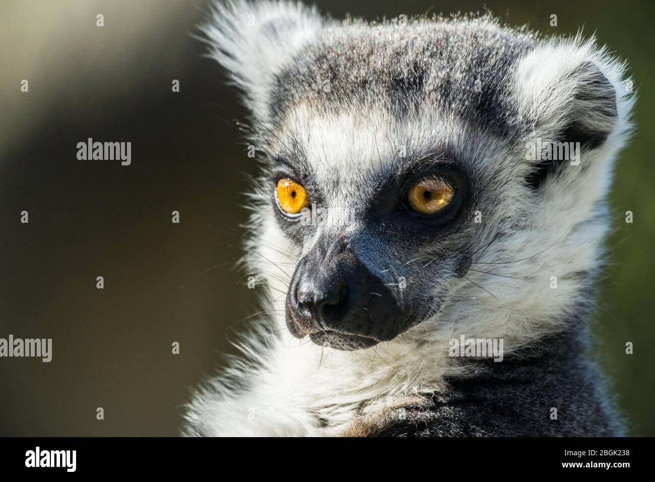 Lemur center hi-res stock photography and images - Alamy