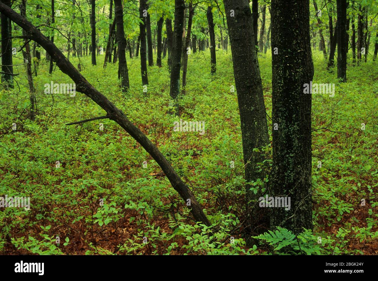 Huckleberry island hi-res stock photography and images - Alamy