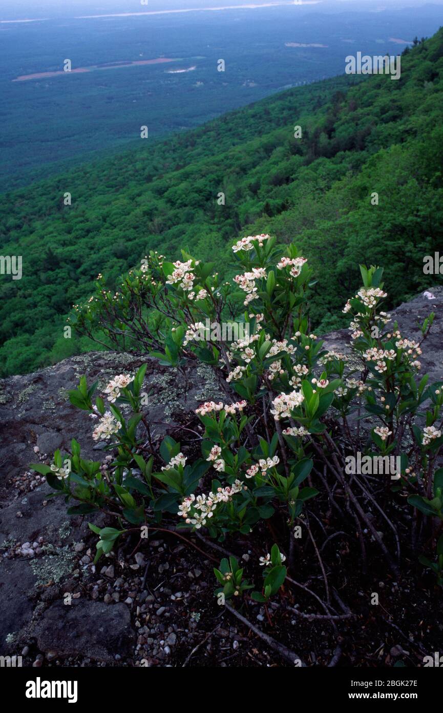 Newman's Ledge shrub, Catskill State Park, New York Stock Photo - Alamy