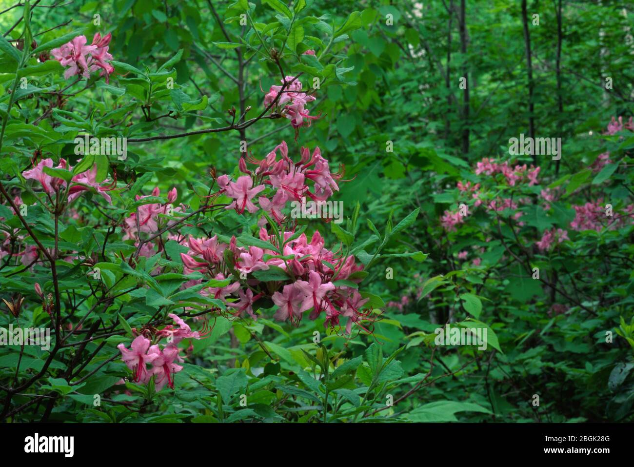 Azalea on Escarpment Trail, Catskill State Park, New York Stock Photo ...