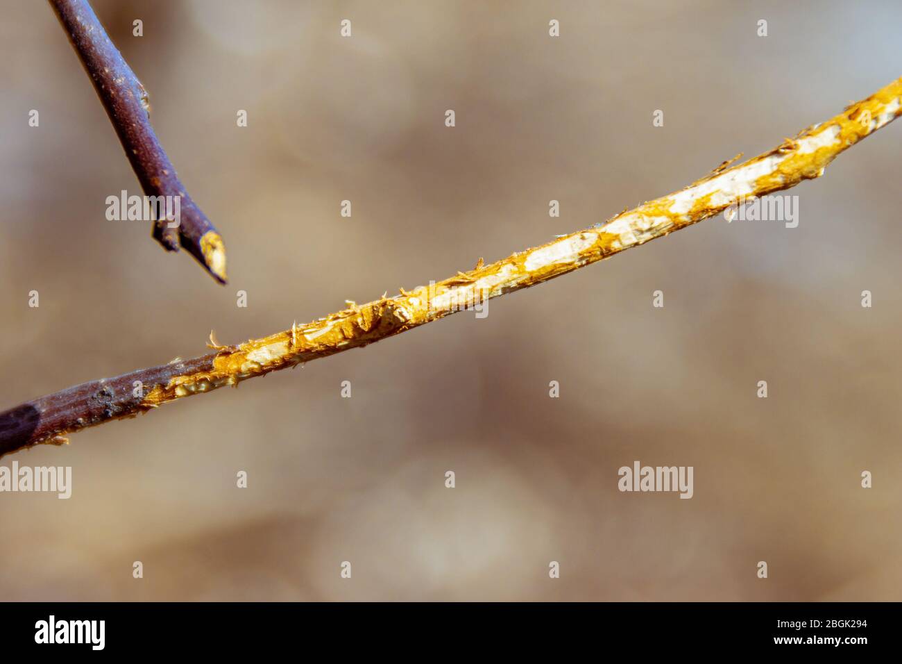 Mice damage garden winter hi-res stock photography and images - Alamy