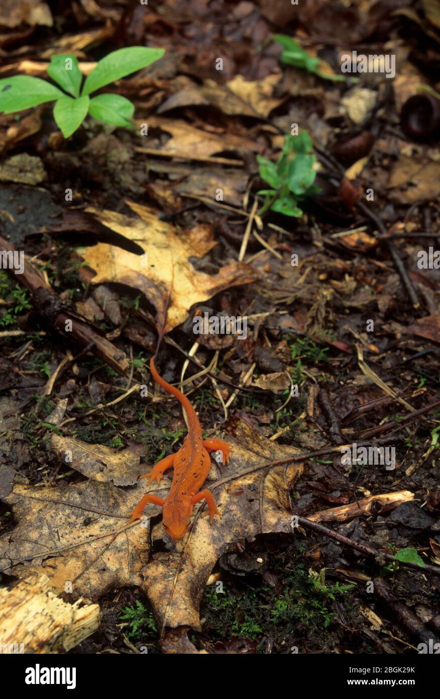 Indian salamander hi-res stock photography and images - Alamy