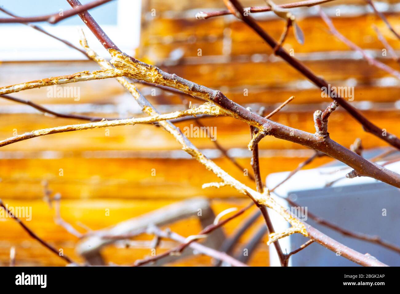 Fruit tree bark hi-res stock photography and images - Alamy