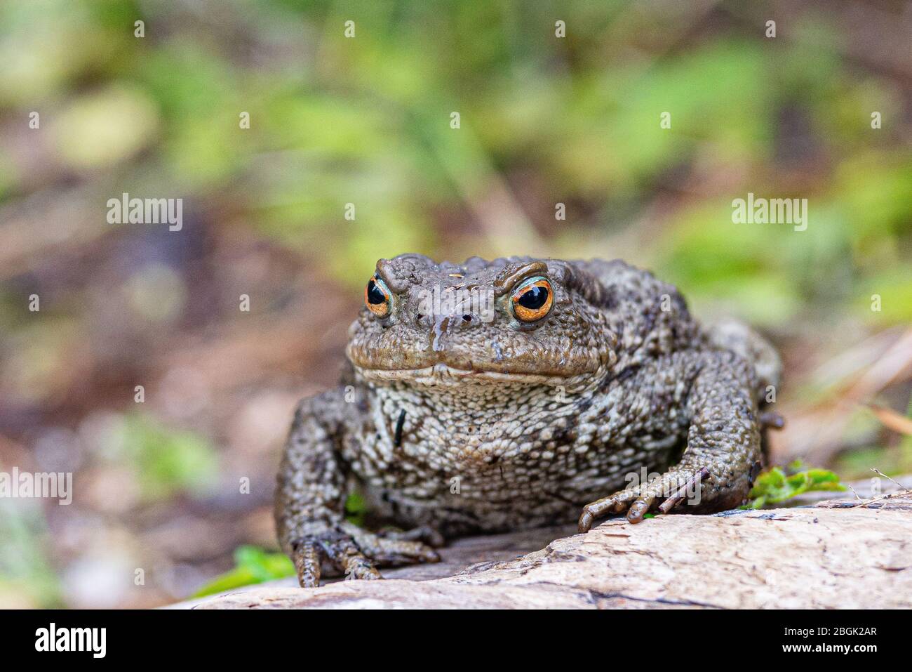 Close up shot of a large toad resting on a wooden trunk, common toad ...