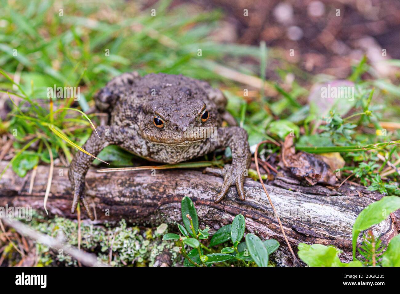 Close up shot of a large toad resting on a wooden trunk, common toad ...