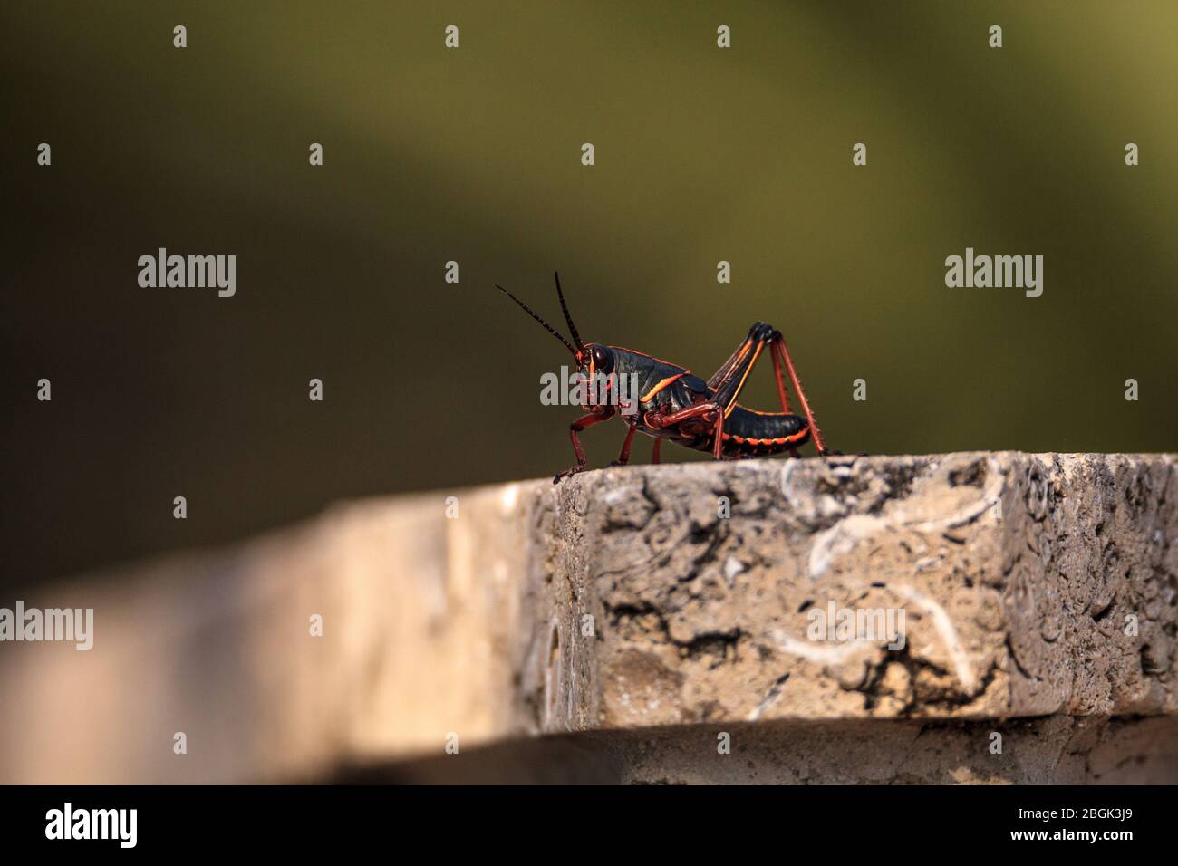 Juvenile Brown and yellow Eastern lubber grasshopper Romalea microptera ...