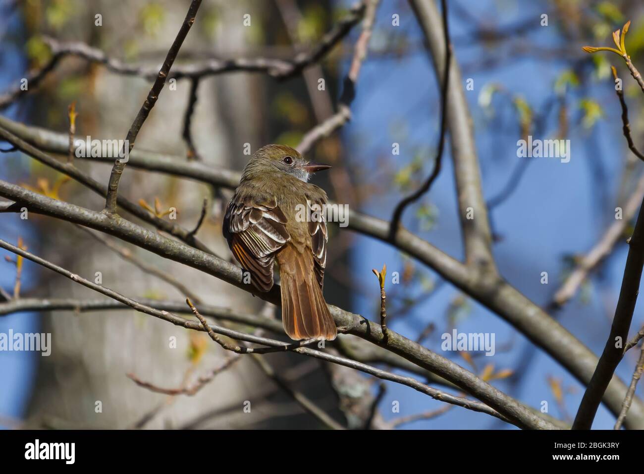 Blue crested flycatcher hi-res stock photography and images - Alamy