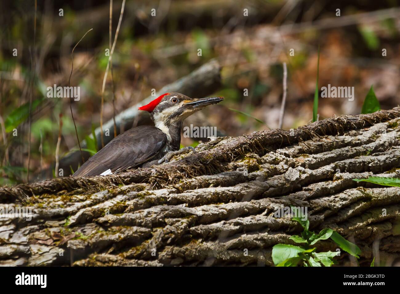 Pileated Woodpecker probing a fallen log for food Stock Photo - Alamy